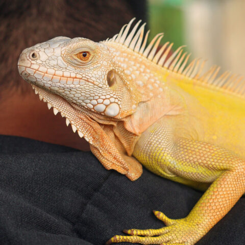 Care for Non-Traditional Pets | Specialized Services